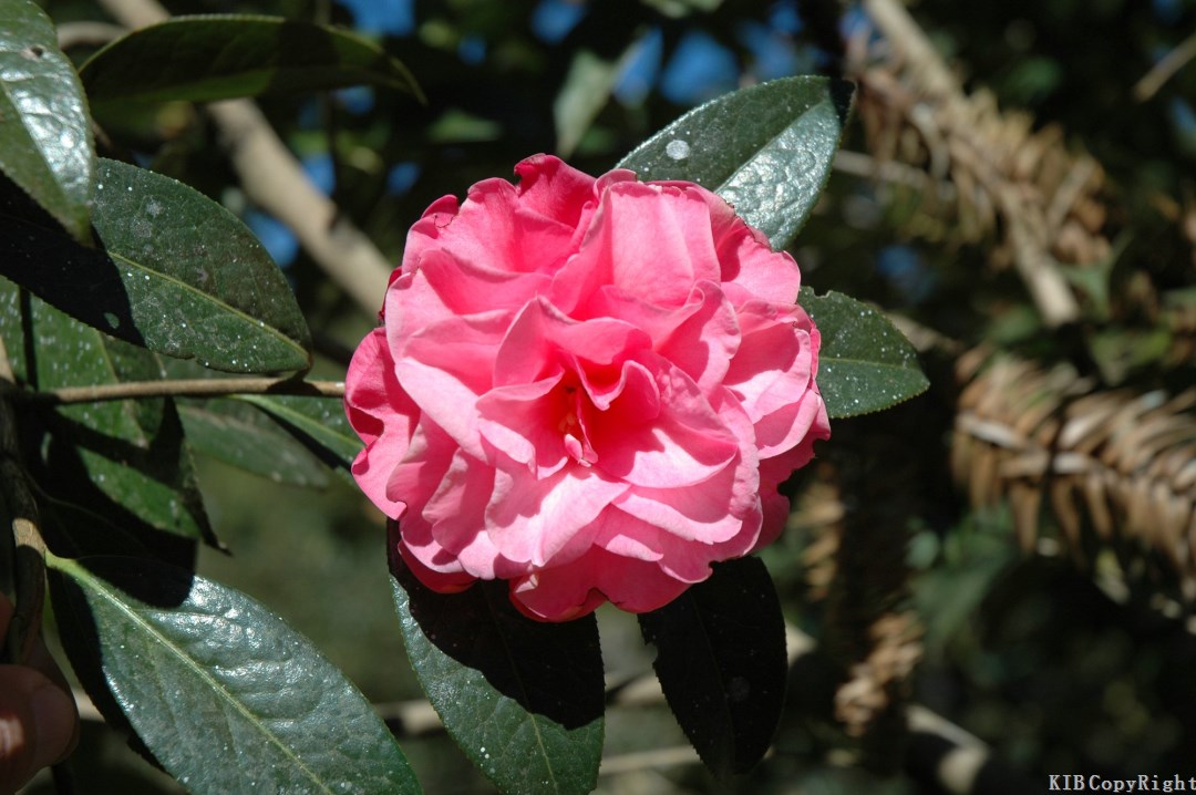Wujiao Xiuqiu-Cultivars-International Camellia Register