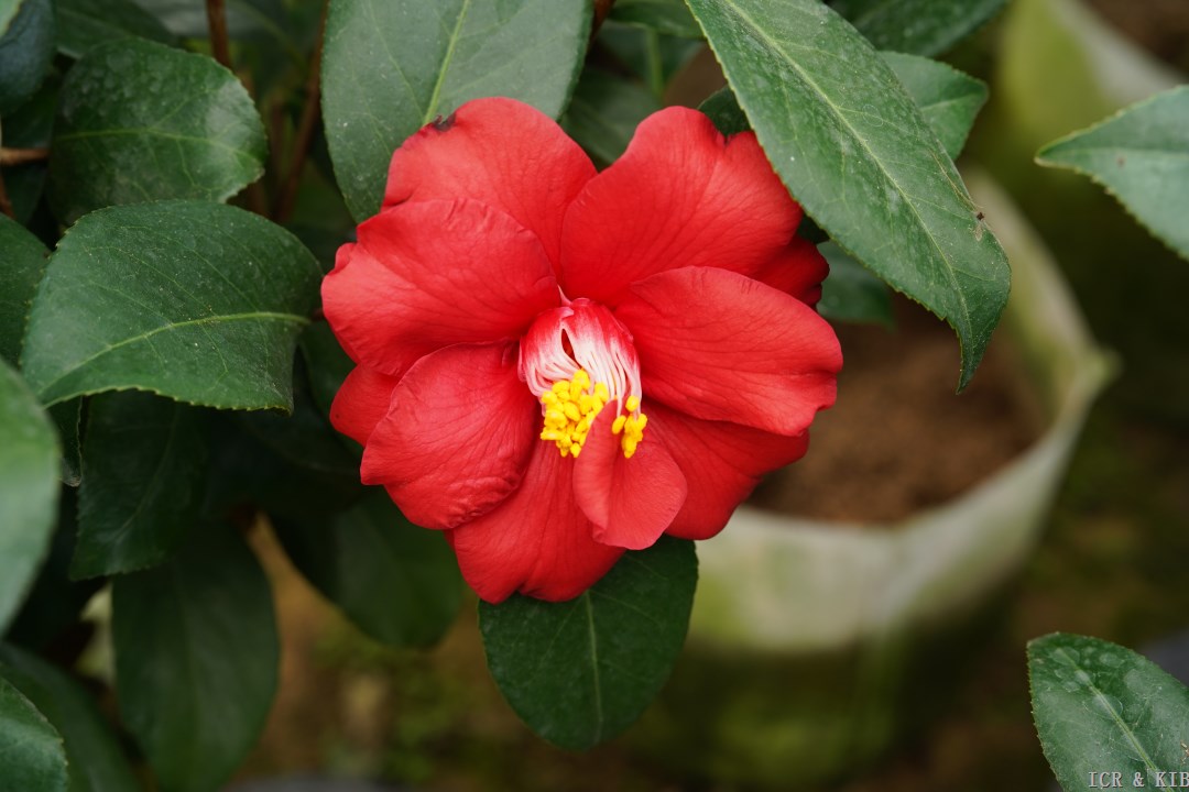 Fire Dance-Cultivars-International Camellia Register