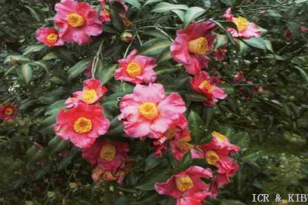 Richu-Cultivars-International Camellia Register