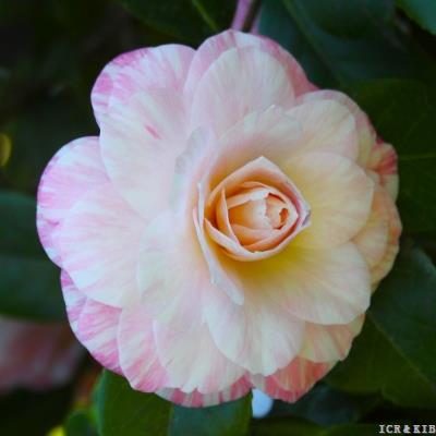 Raspberry Twist-Cultivars-International Camellia Register